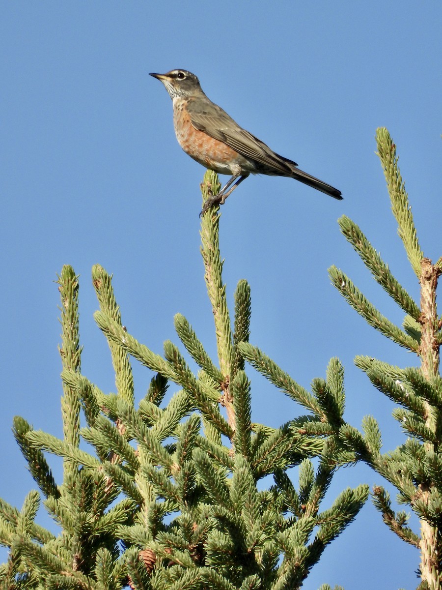 eBird Checklist - 6 Oct 2022 - Cochrane, Chinook Dr, AB, Ca - 12 species