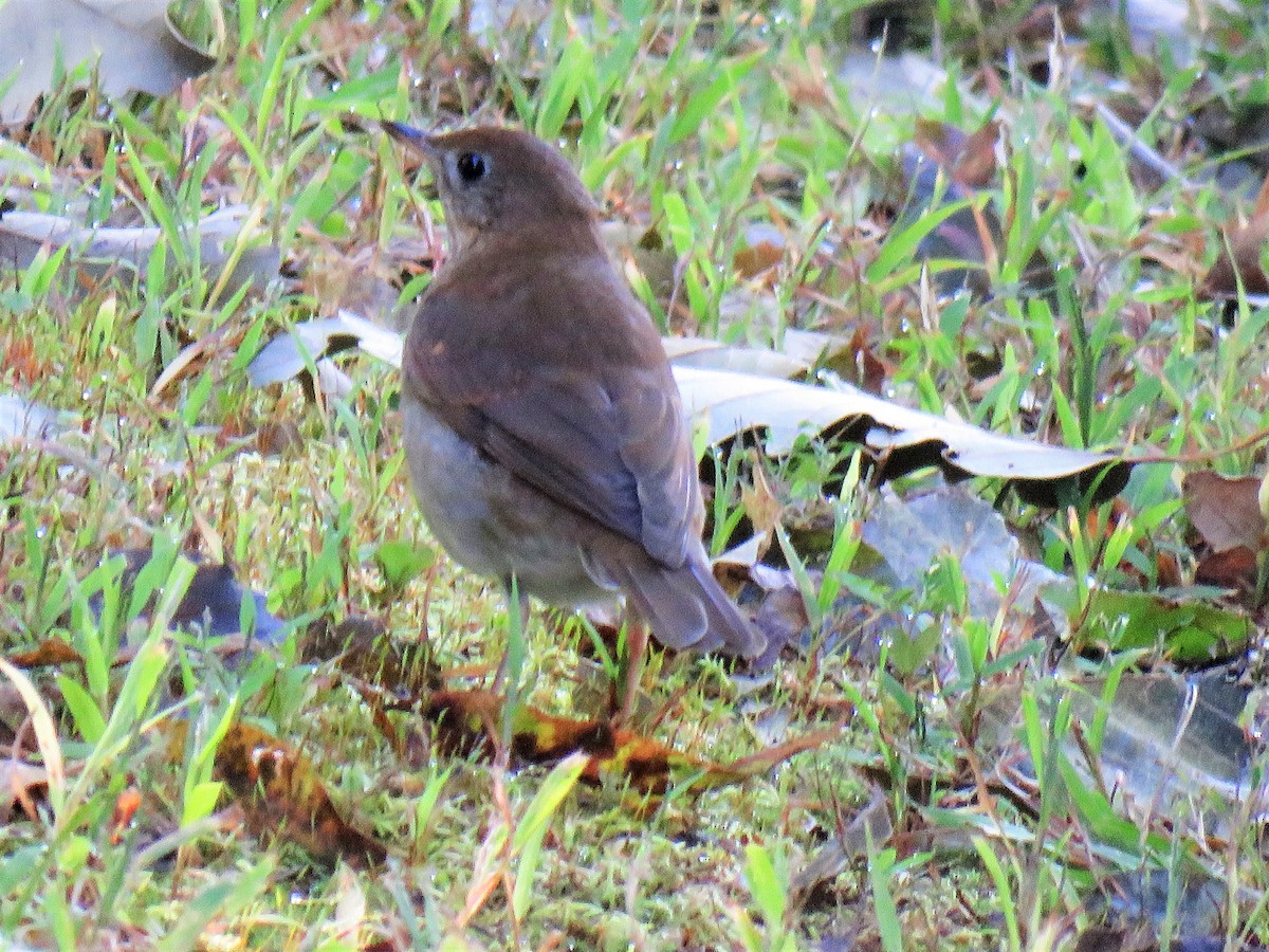eBird Checklist - 6 Oct 2022 - Neuse River Trail--Mial Plantation Road ...