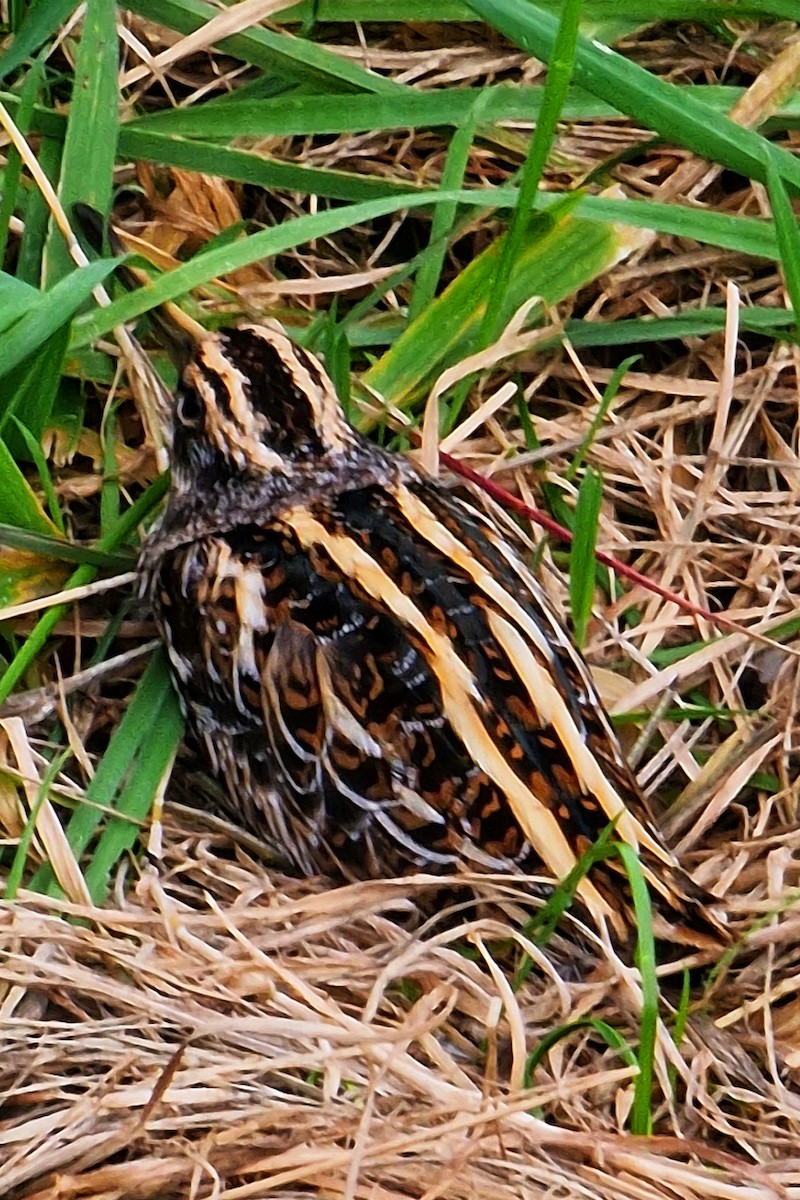 eBird Checklist - 6 Oct 2022 - Utsira - 42 species