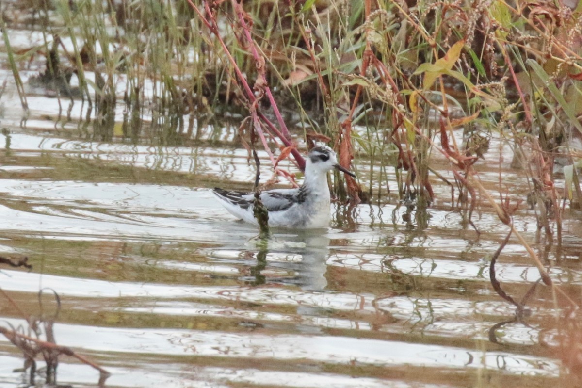eBird Checklist - 6 Oct 2022 - Howard Marsh Metropark - 22 species