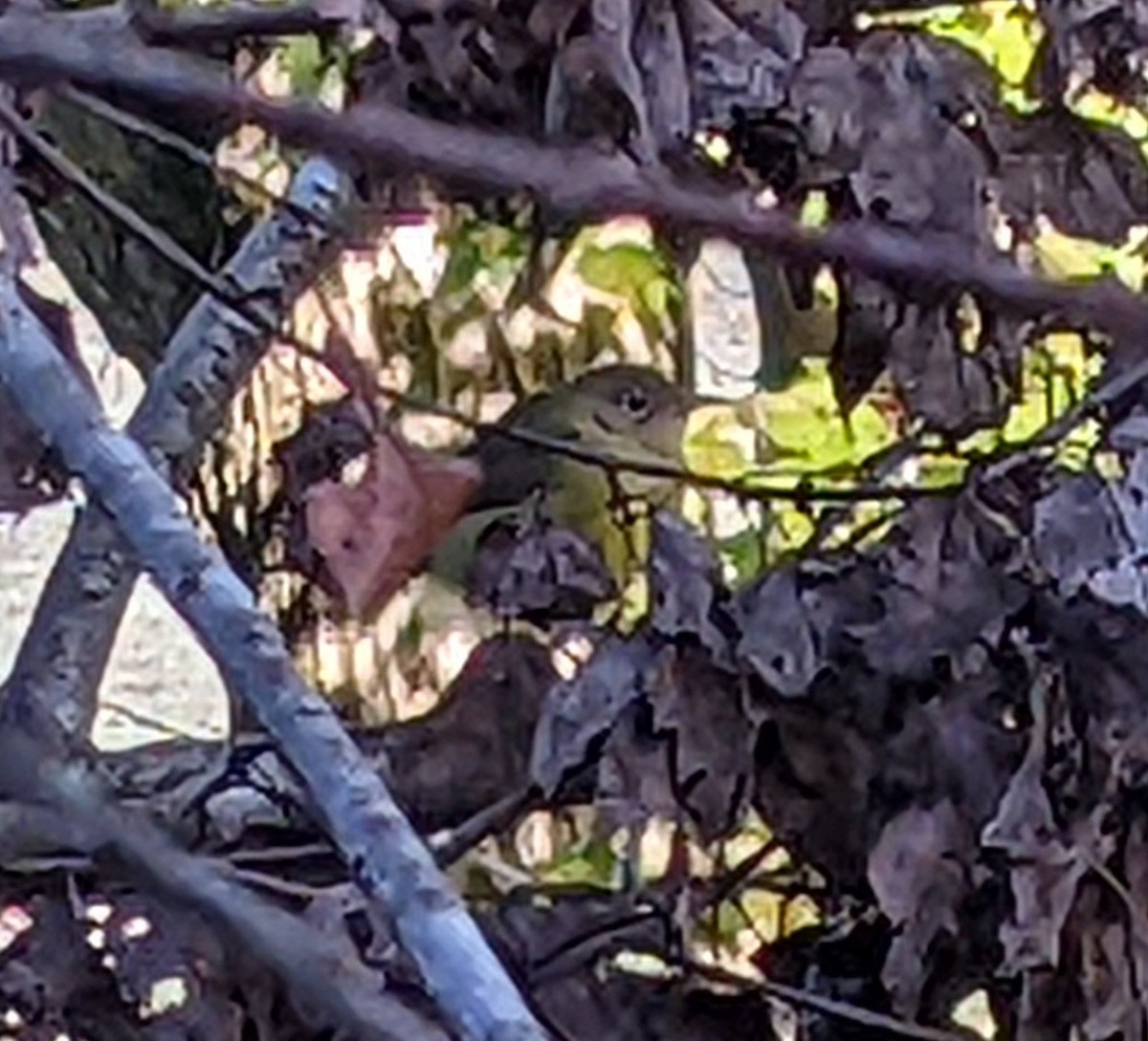 eBird Checklist - 6 Oct 2022 - Patuxent Research Refuge--South Tract ...