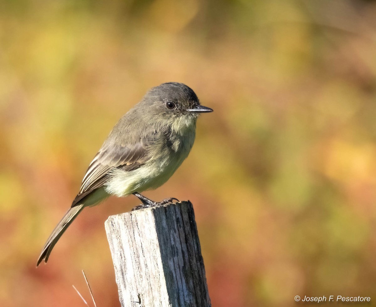 eBird Checklist - 6 Oct 2022 - 26 Morningside Dr S, Westport US-CT - 30 ...