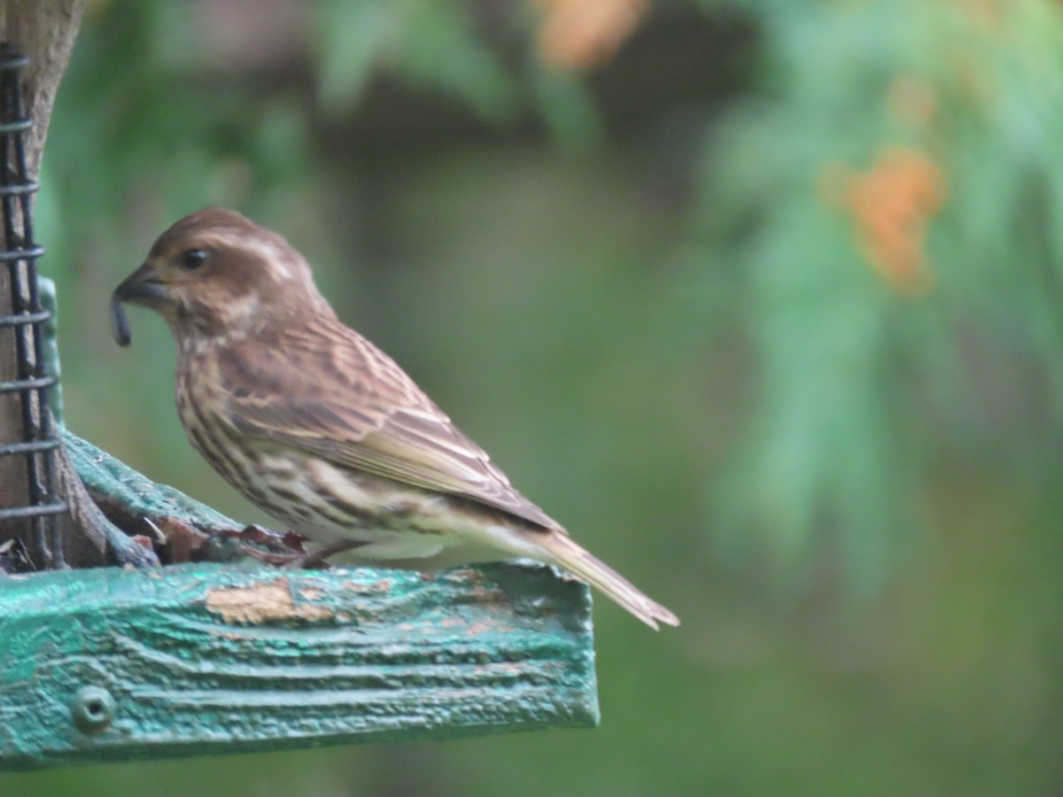 Wisconsin eBird Checklist - 6 Oct 2022 - 2121 Lofty Ln, Saukville US-WI ...