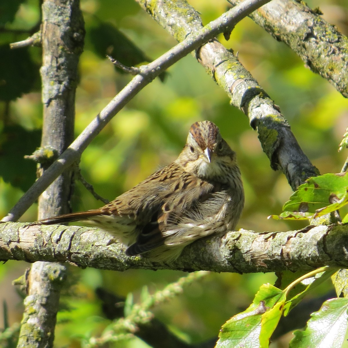eBird Checklist - 6 Oct 2022 - Palmyra Cove Nature Park - 87 species