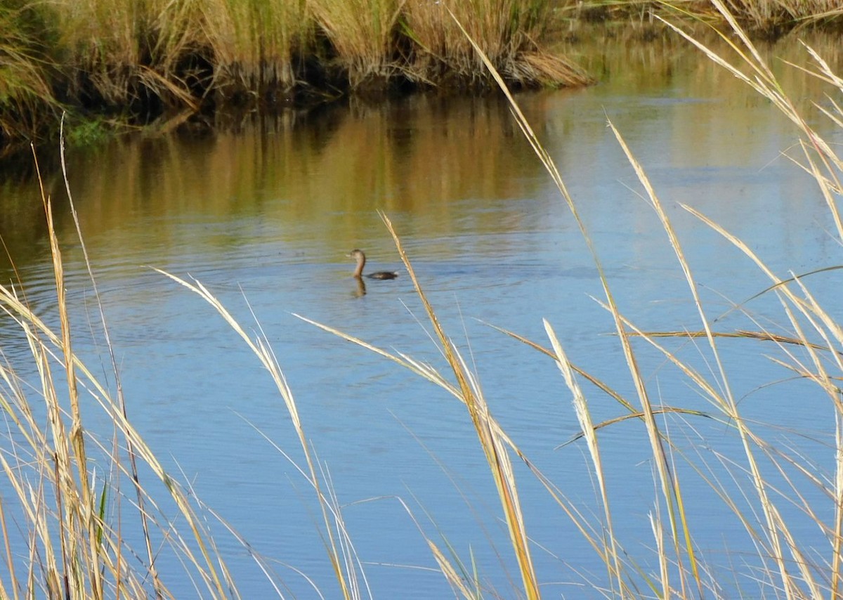 eBird Checklist - 6 Oct 2022 - Bayou Sale Road - 17 species (+1 other taxa)