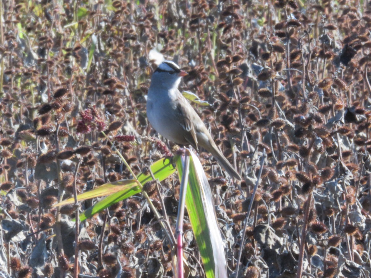 eBird Checklist - 6 Oct 2022 - Worley Lake, Pekin Lake FWA - 20 species ...