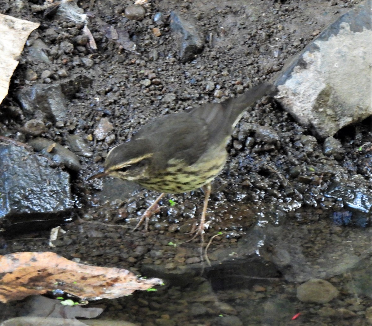 eBird Checklist - 6 Oct 2022 - Whitaker Ponds Nature Park - 23 species
