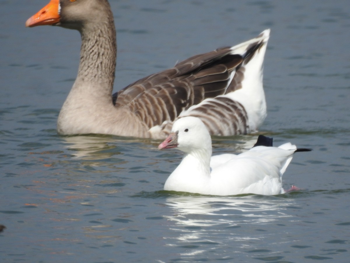 eBird Checklist - 6 Oct 2022 - Santa Fe Dam Rec. Area - 45 species (+3 ...