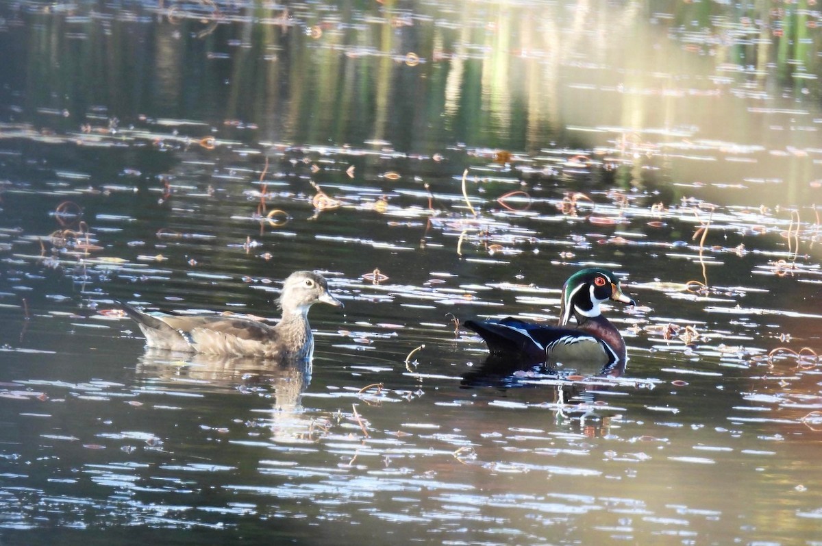 eBird Checklist - 6 Oct 2022 - Parc du Lac-Aylmer - 27 species