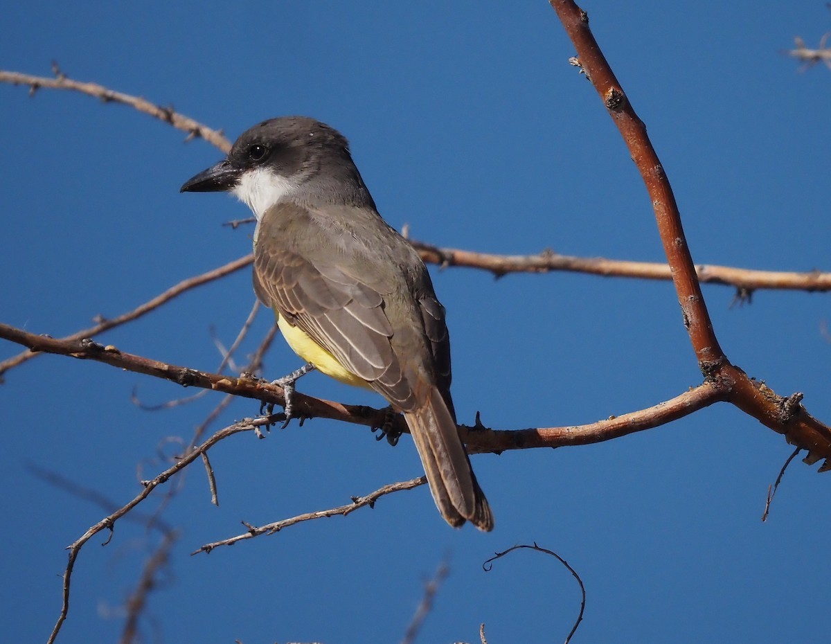 eBird Checklist - 6 Oct 2022 - Salt Lake International Center - 4 species