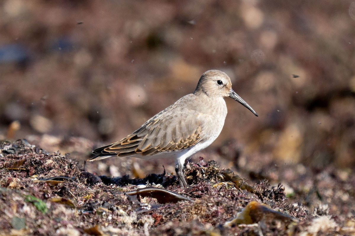eBird Checklist - 6 Oct 2022 - Rye Harbor SP (Ragged Neck) - 3 species