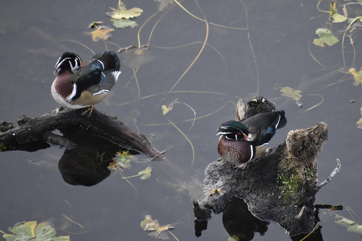 eBird Checklist - 6 Oct 2022 - Foster Island & Marsh Island - 16 ...