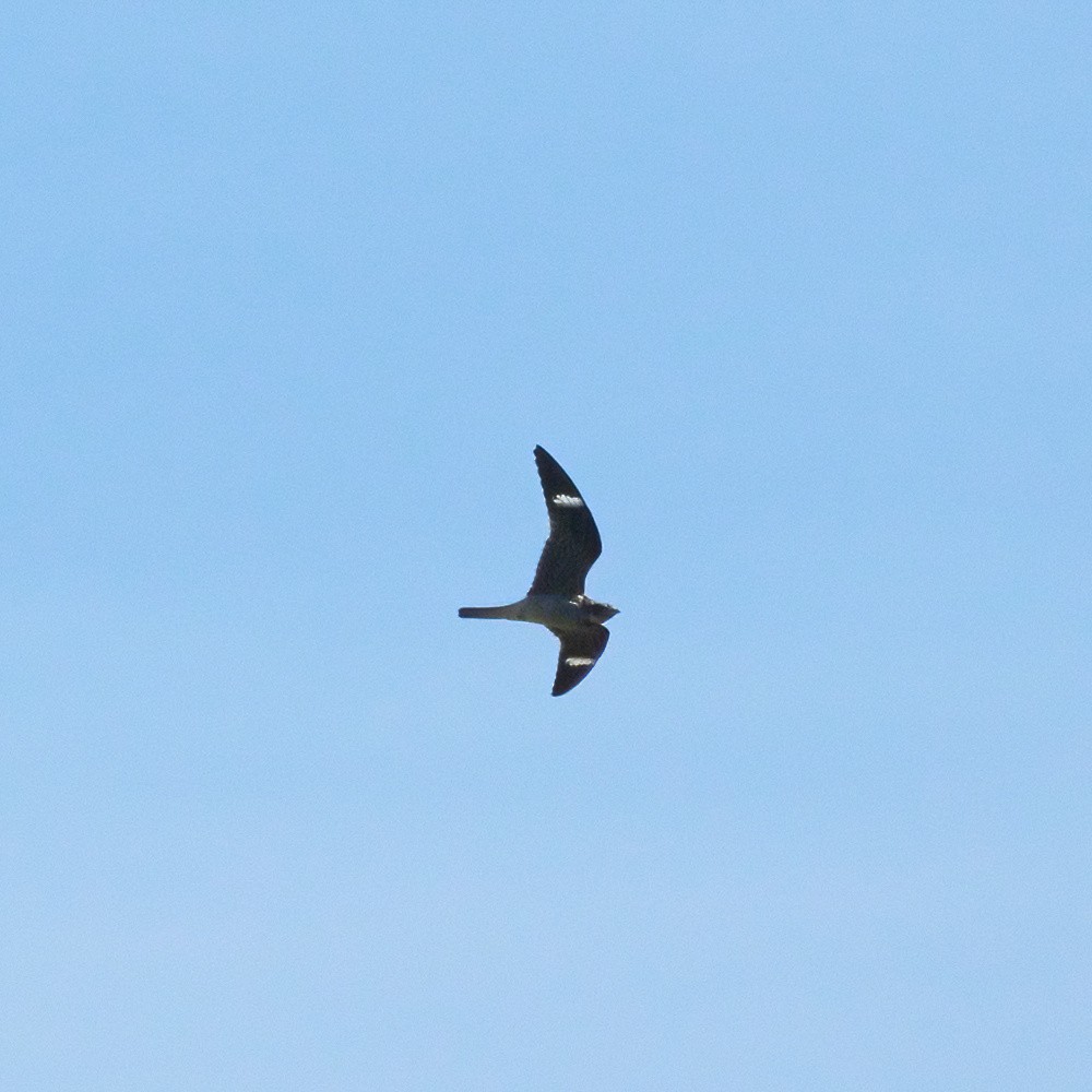 eBird Checklist - 6 Oct 2022 - Floyd Bennett Field - 48 species