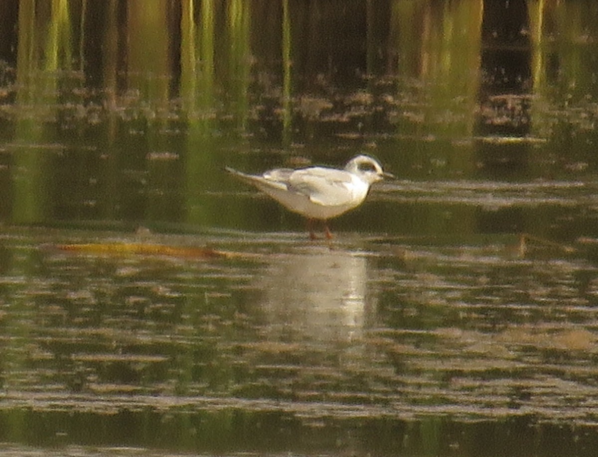 eBird Checklist - 5 Oct 2022 - Bosque del Apache NWR--Boardwalk Lagoon ...