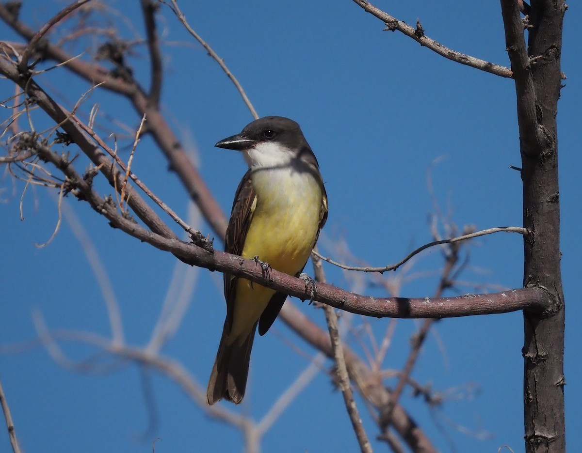 ML491101871 Thick-billed Kingbird Macaulay Library