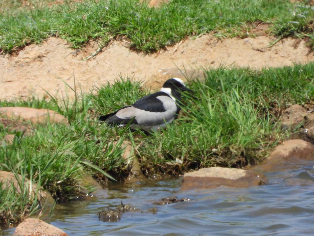 eBird Checklist - 1 Oct 2022 - Alzu Rest Stop - 7 species