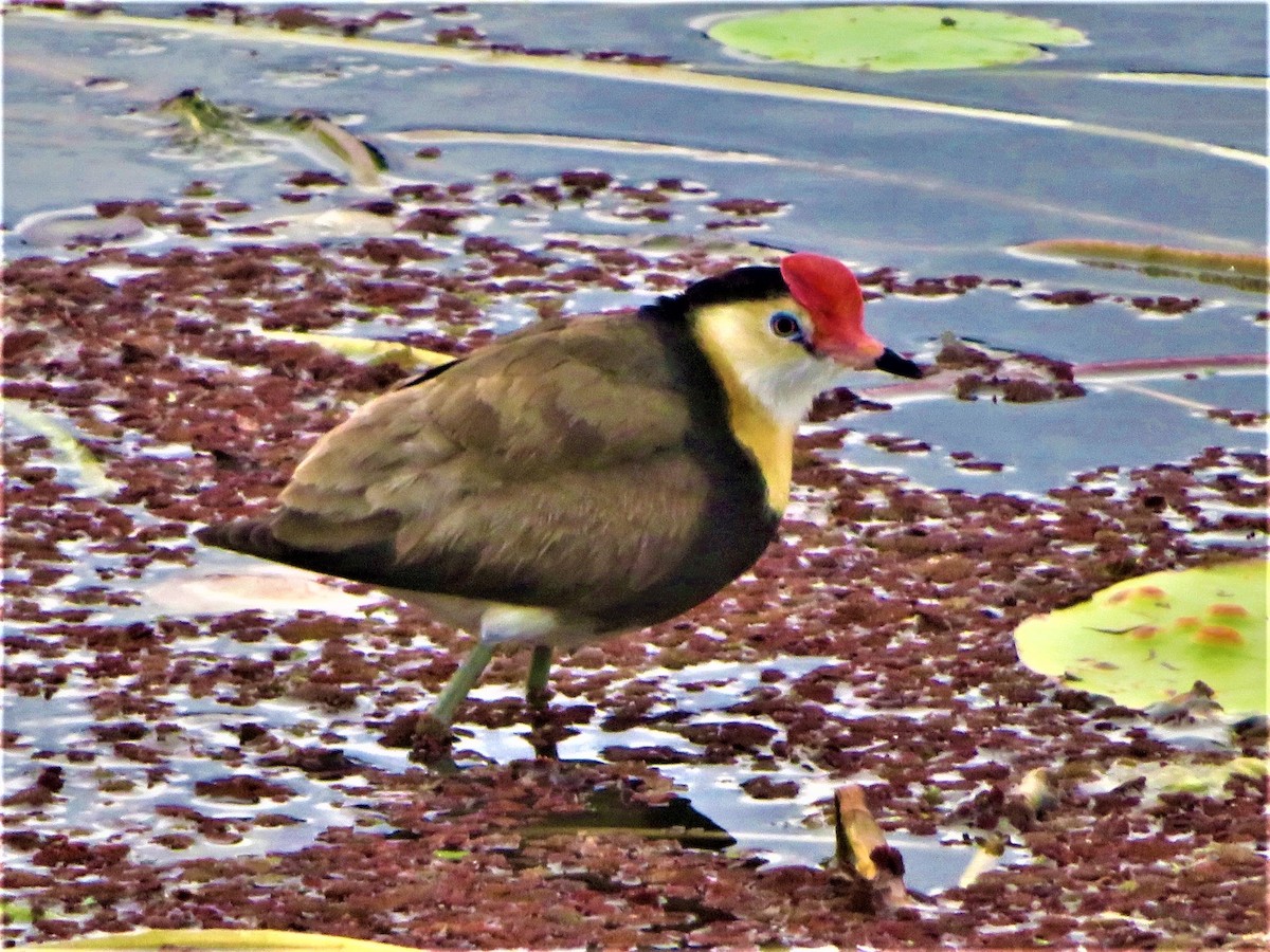 eBird Checklist - 6 Oct 2022 - Halpine Lake Reserve (Mango Hill) - 28 ...