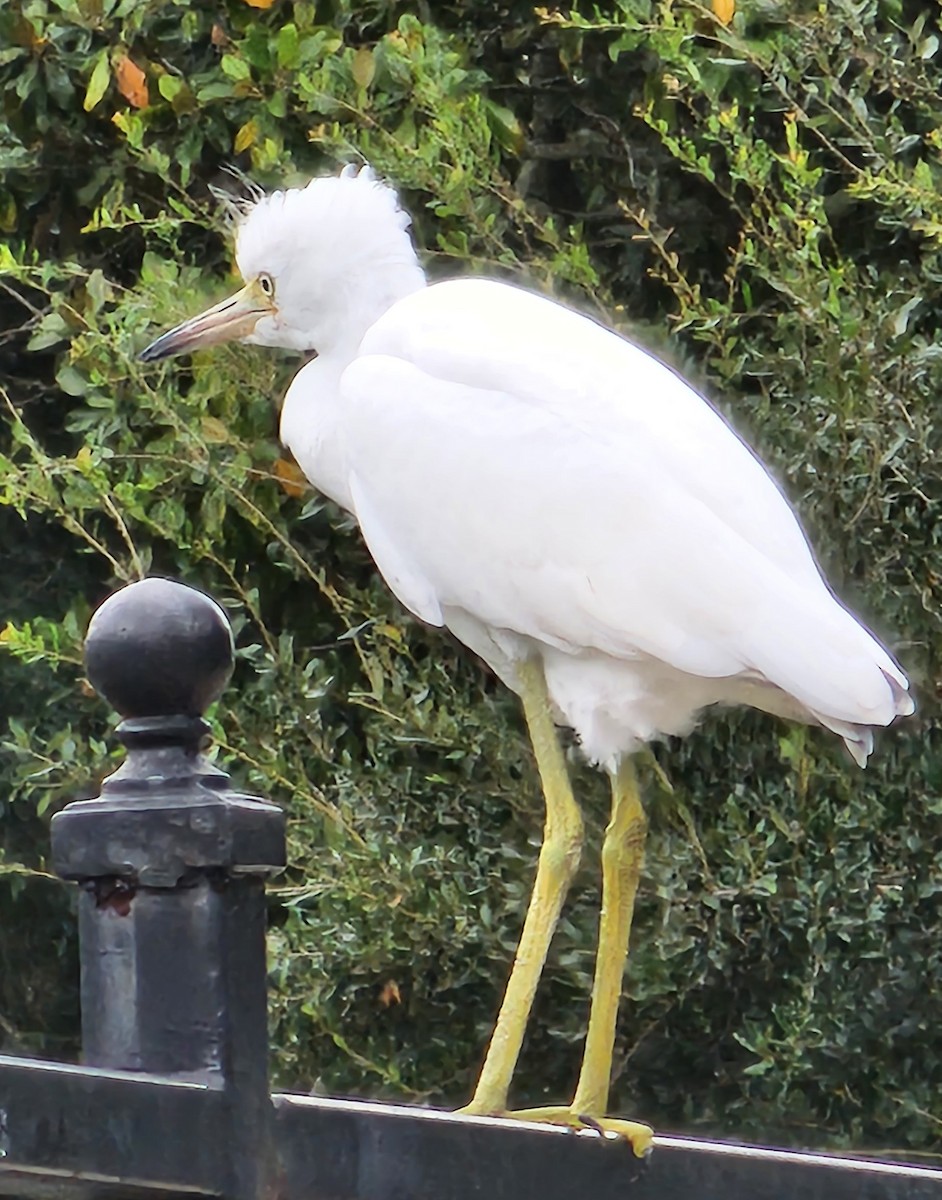 eBird Checklist - 18 Sep 2022 - Riverside Park (Jacksonville) - 5 species