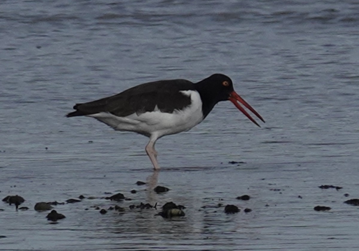 eBird Checklist - 6 Oct 2022 - Cockle Cove Beach, Chatham - 8 species