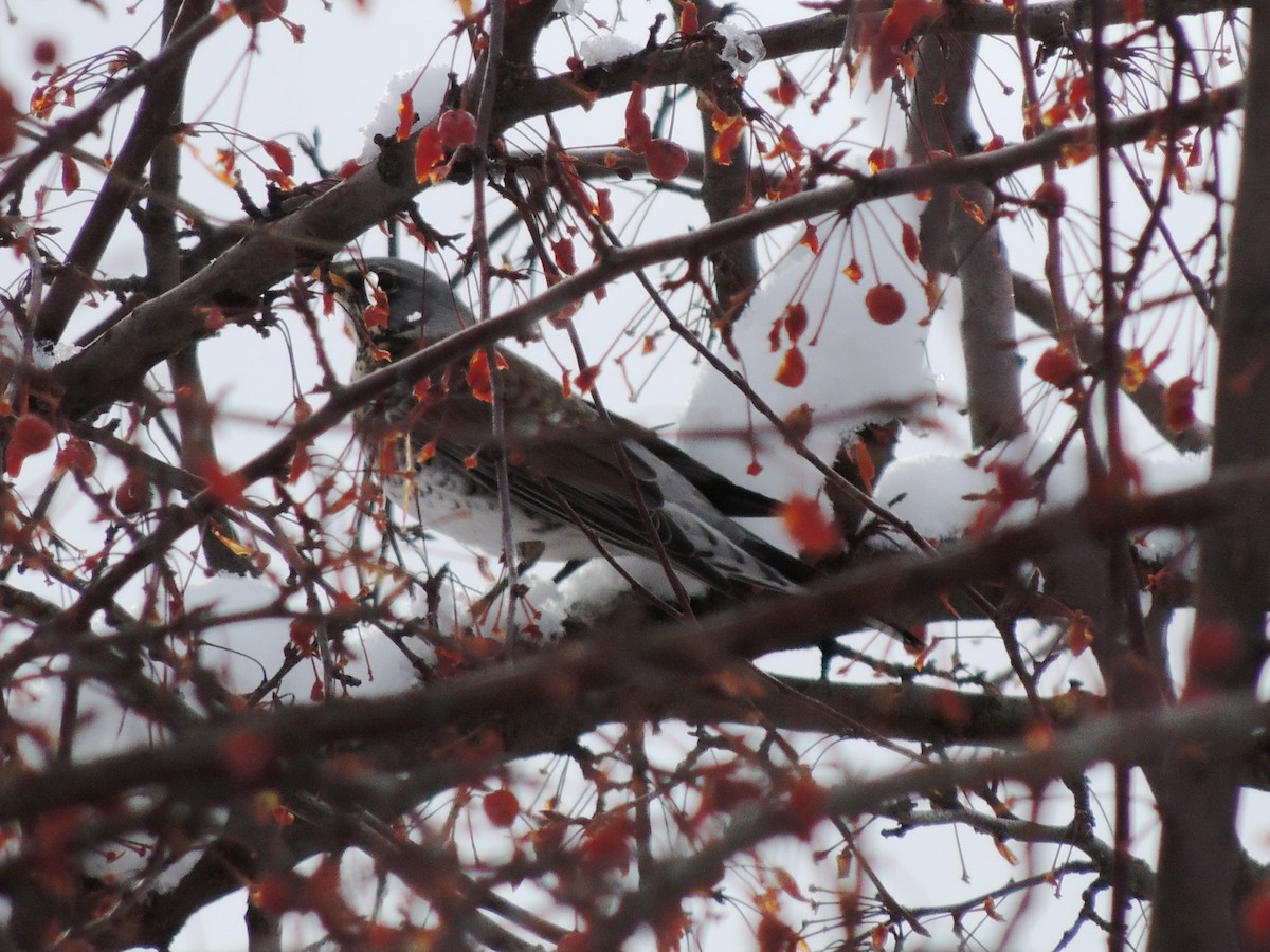 eBird Checklist - 22 Dec 2015 - Fawn Ln - 2 species
