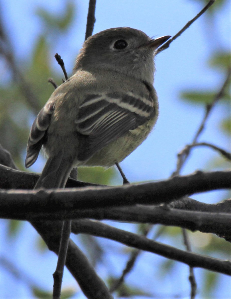 eBird Checklist - 6 Oct 2022 - Mule Pass Yard - 30 species
