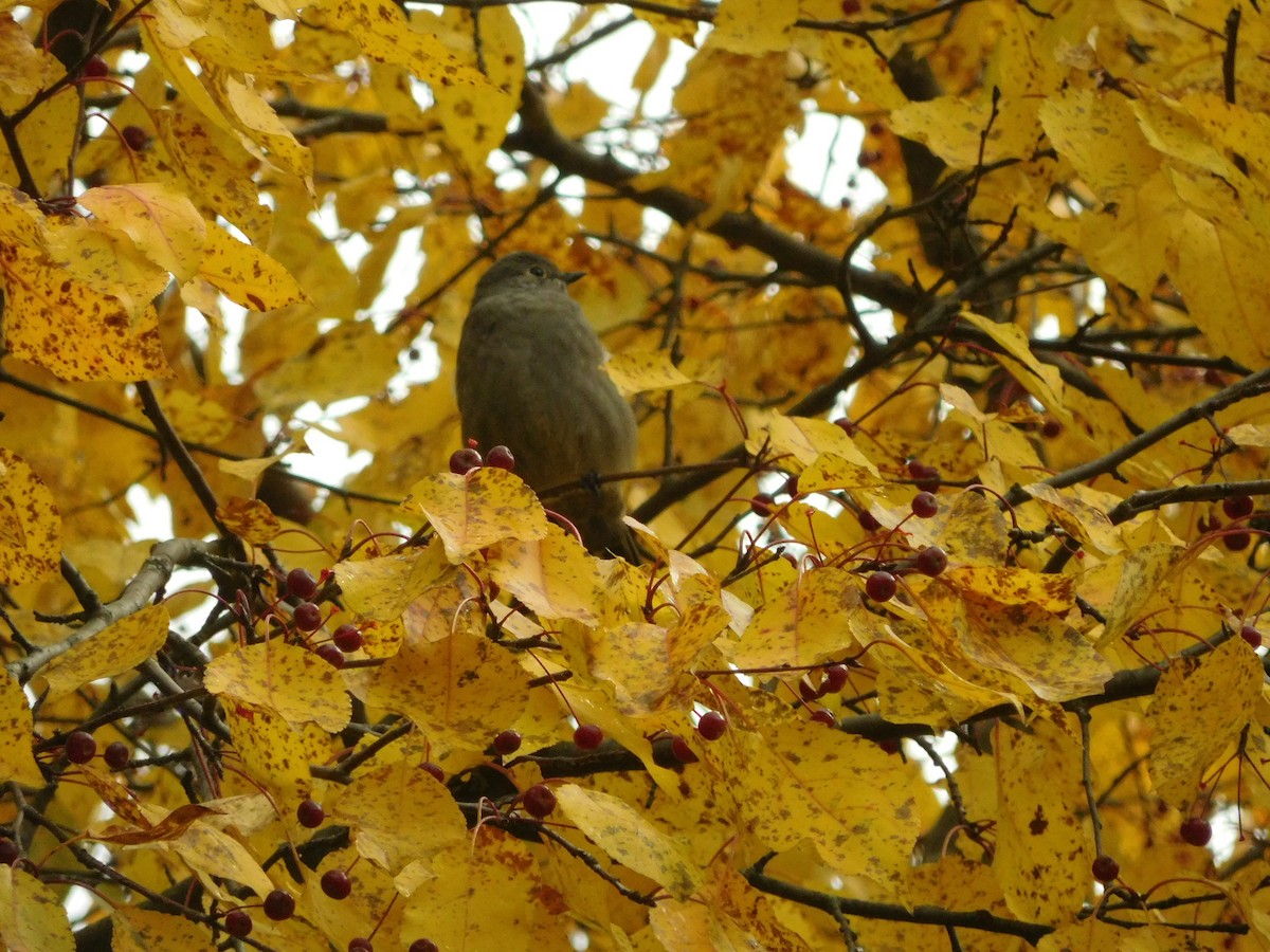 eBird Checklist - 6 Oct 2022 - Sam Quagon's crabapple tree - 1 species