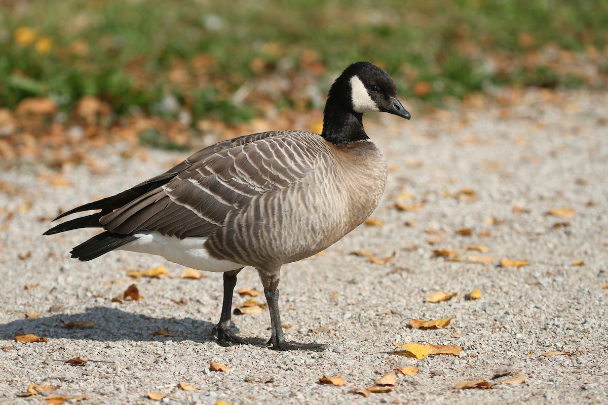 eBird Checklist - 7 Oct 2022 - Reifel Bird Sanctuary - 52 species