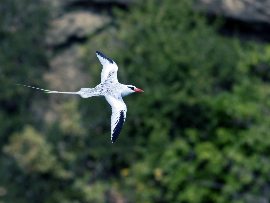 Red-billed Tropicbird - eBird