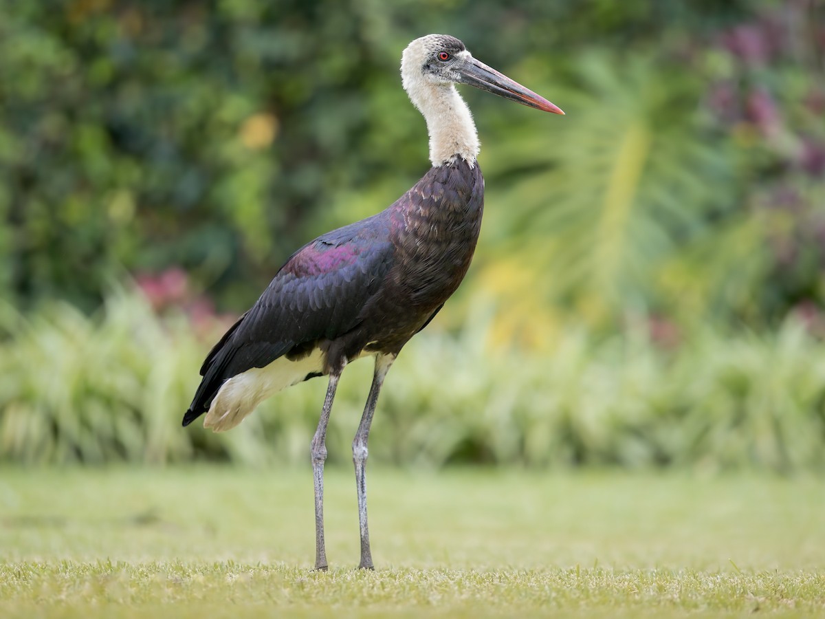 African Woolly-necked Stork - Ciconia microscelis - Birds of the World