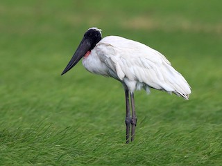 Jabiru - eBird