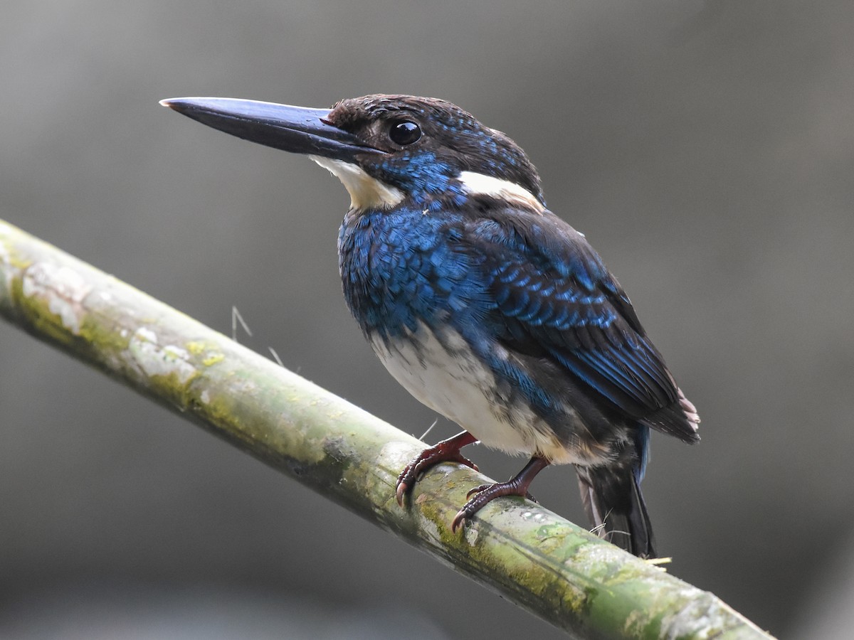 Javan Blue-banded Kingfisher - Alcedo euryzona - Birds of the World