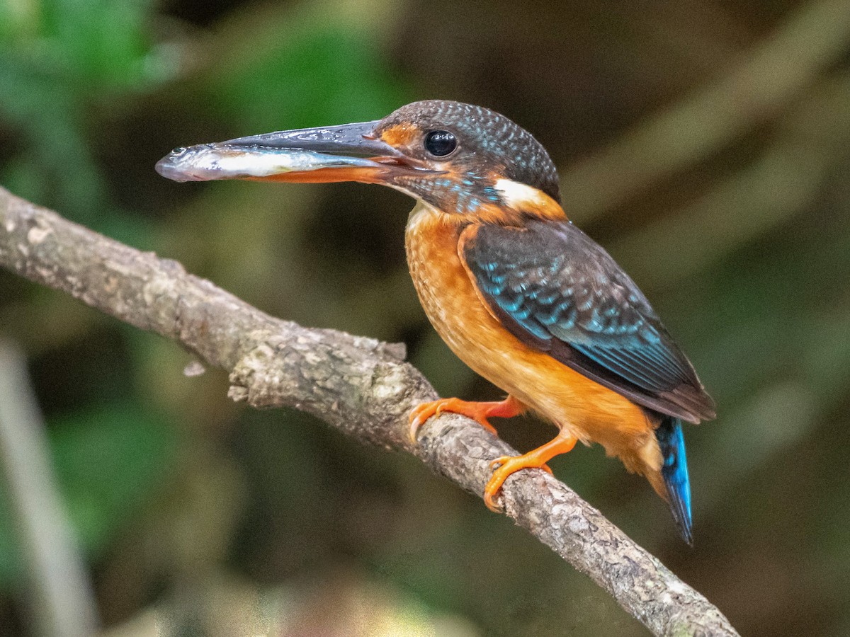 Malaysian Blue-banded Kingfisher - Alcedo peninsulae - Birds of the World