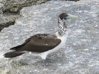 Masked Booby - eBird
