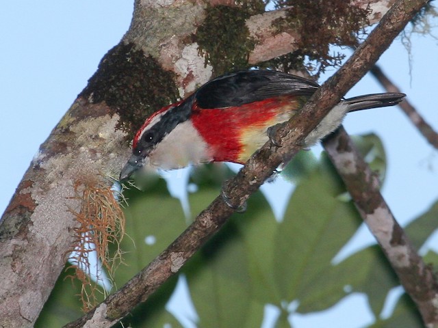 Photos - Sira Barbet - Capito fitzpatricki - Birds of the World