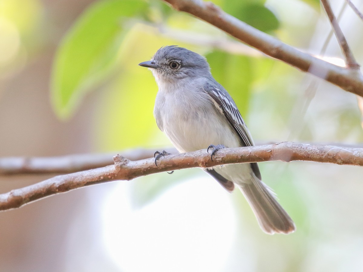 Gray-headed Elaenia - Myiopagis caniceps - Birds of the World