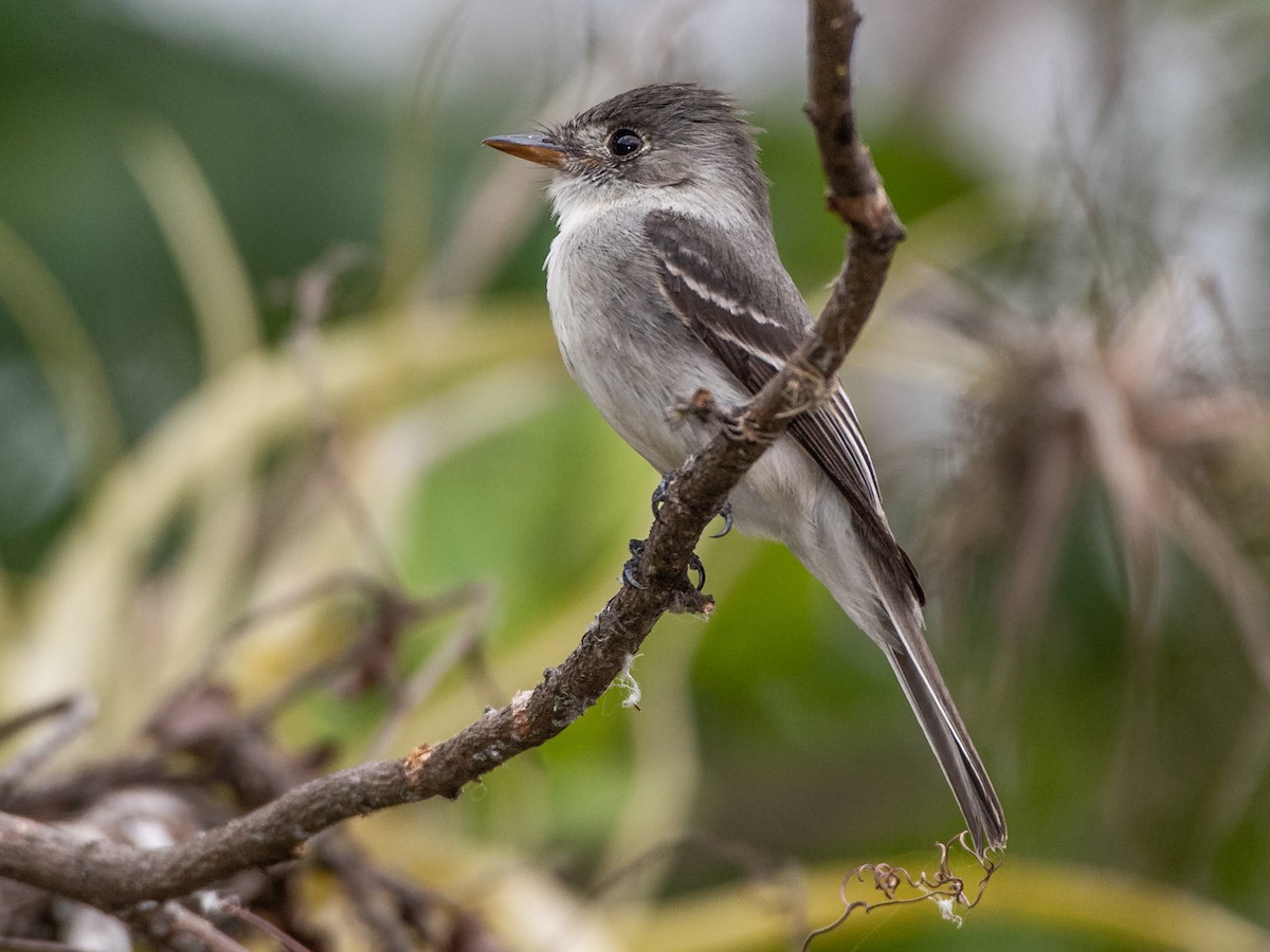 Tumbes Pewee - Contopus punensis - Birds of the World