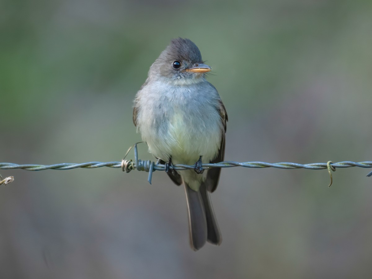Southern Tropical Pewee - Contopus cinereus - Birds of the World