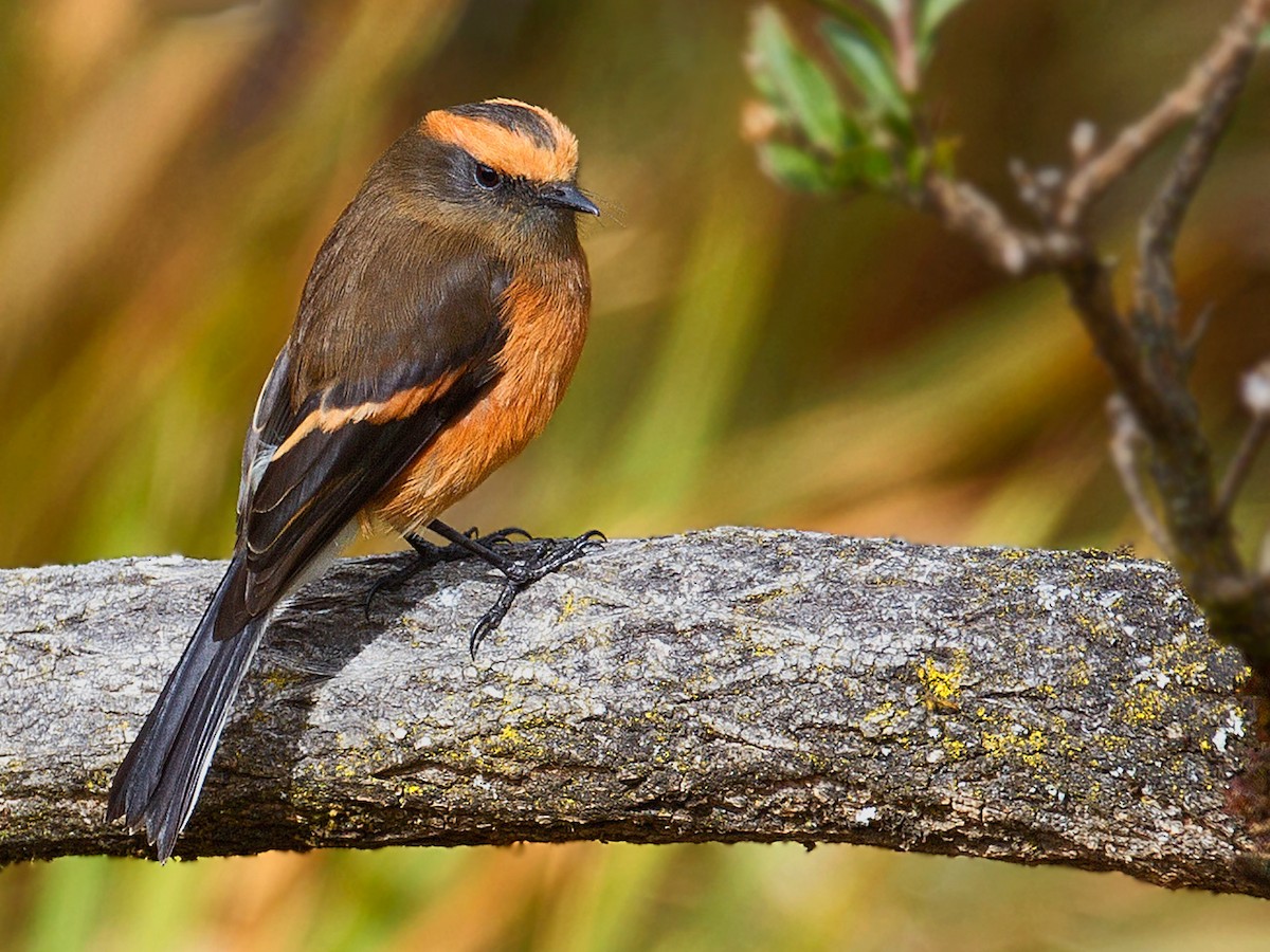 Rufous-browed Chat-Tyrant - Ochthoeca superciliosa - Birds of the World