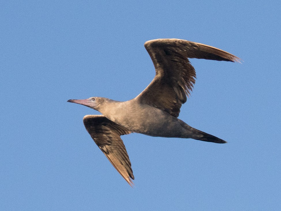 Red-footed Booby - eBird