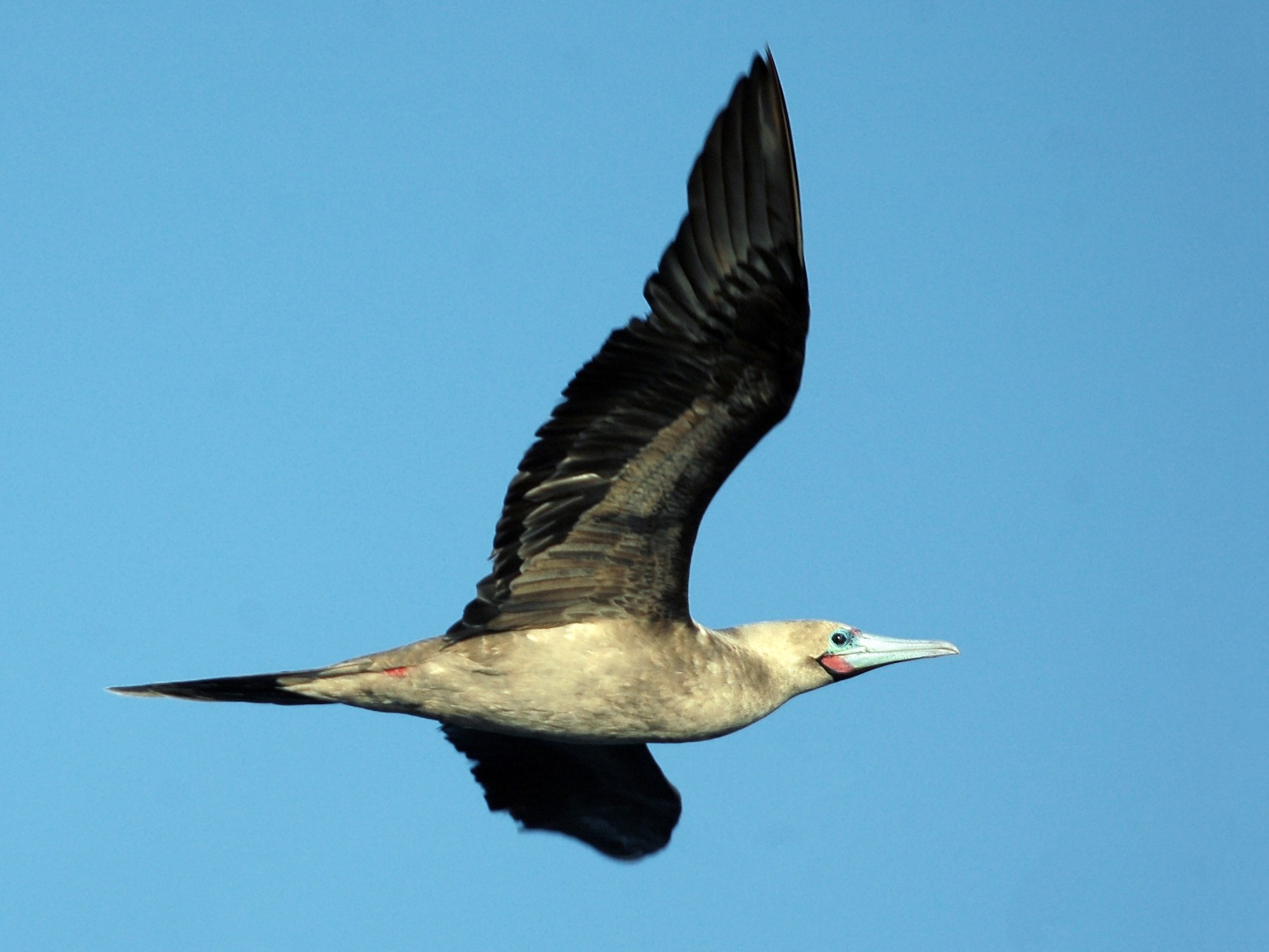 Red-footed Booby - eBird