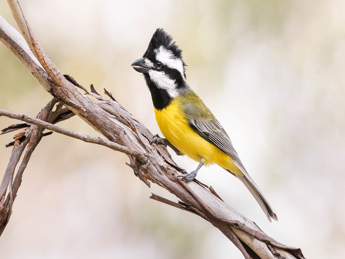 Eastern Shrike-tit - Falcunculus frontatus - Birds of the World