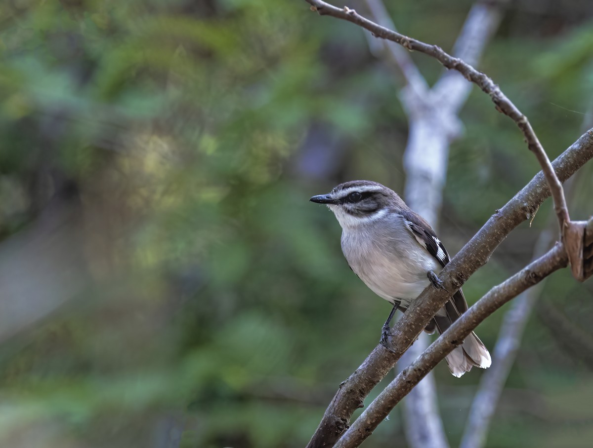 eBird Checklist - 20 Sep 2022 - Jack Bethel Park, Mareeba - 7 species