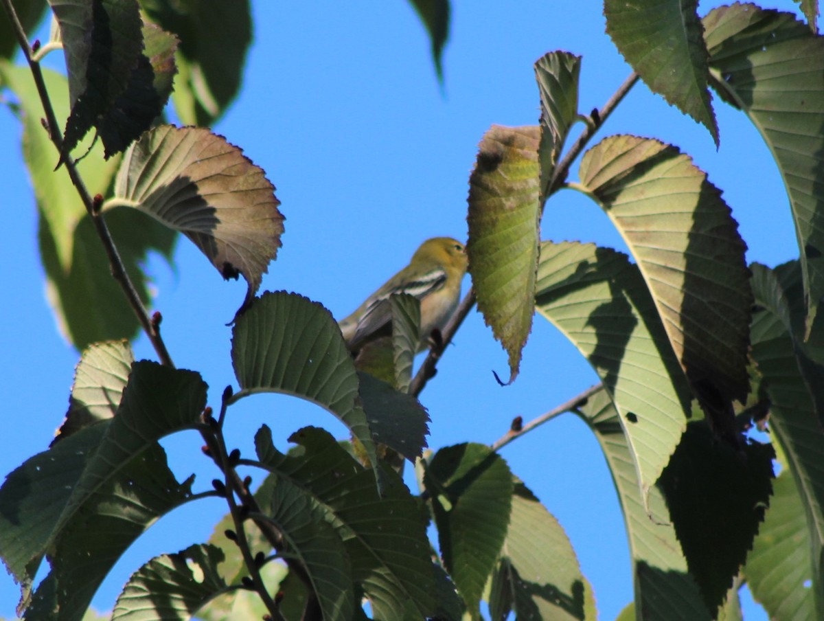 eBird Checklist - 3 Oct 2022 - Green Bottom WMA--Boardwalk - 21 species