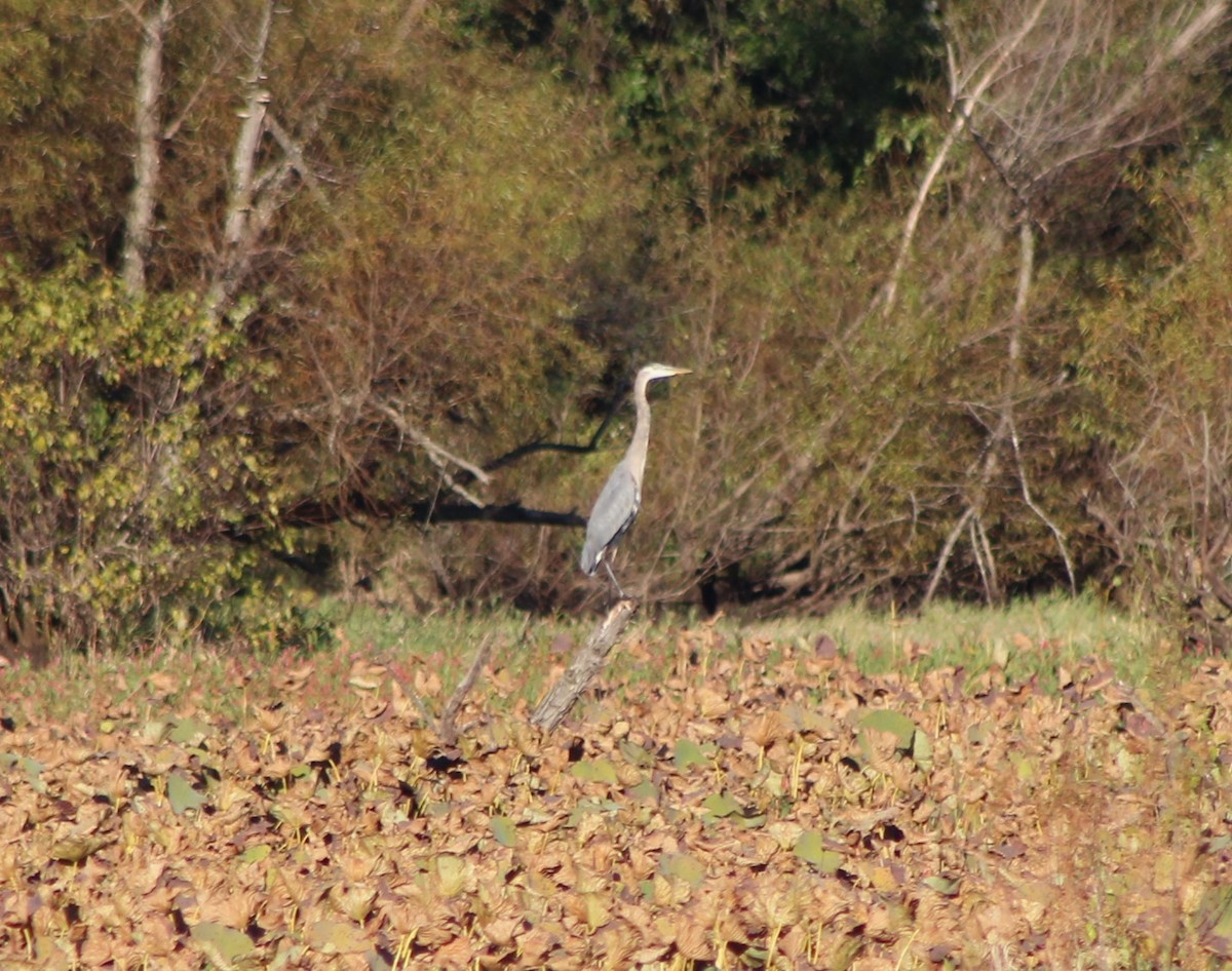 eBird Checklist - 3 Oct 2022 - Green Bottom WMA--Hoeft Marsh - 21 species