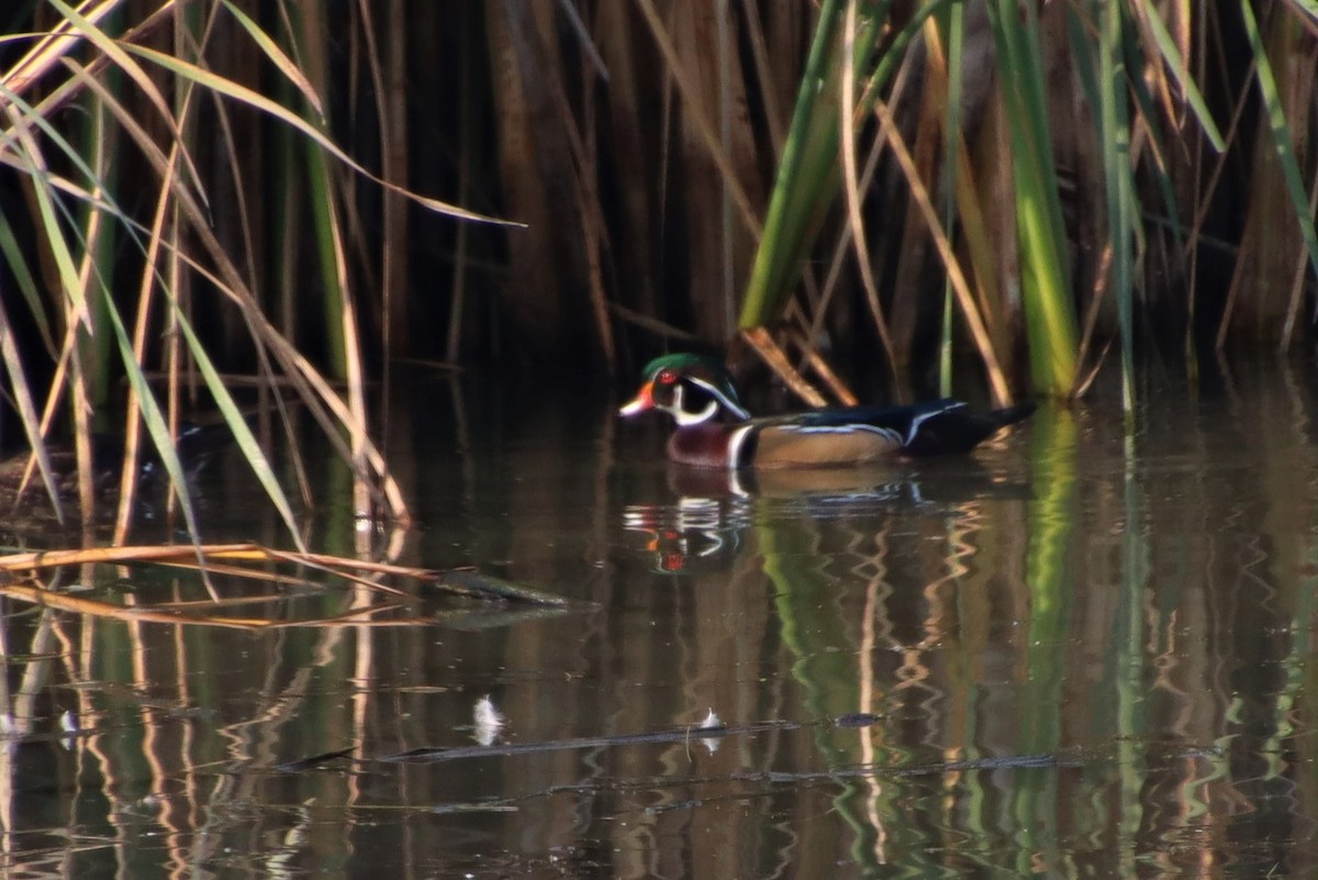 eBird Checklist - 7 Oct 2022 - Skagit Wildlife Area--Wylie Slough - 28 ...