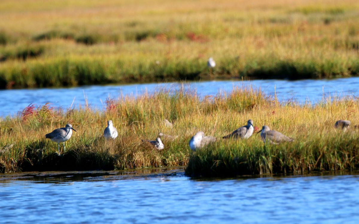 eBird Checklist - 7 Oct 2022 - Stone Harbor Blvd--The Wetlands ...