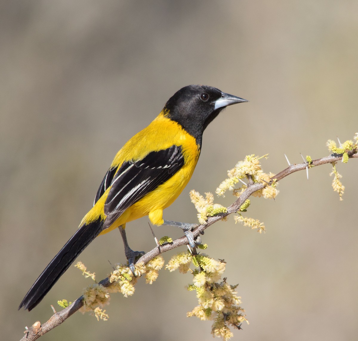 Calandria Capucha Negra (graduacauda/audubonii) - eBird