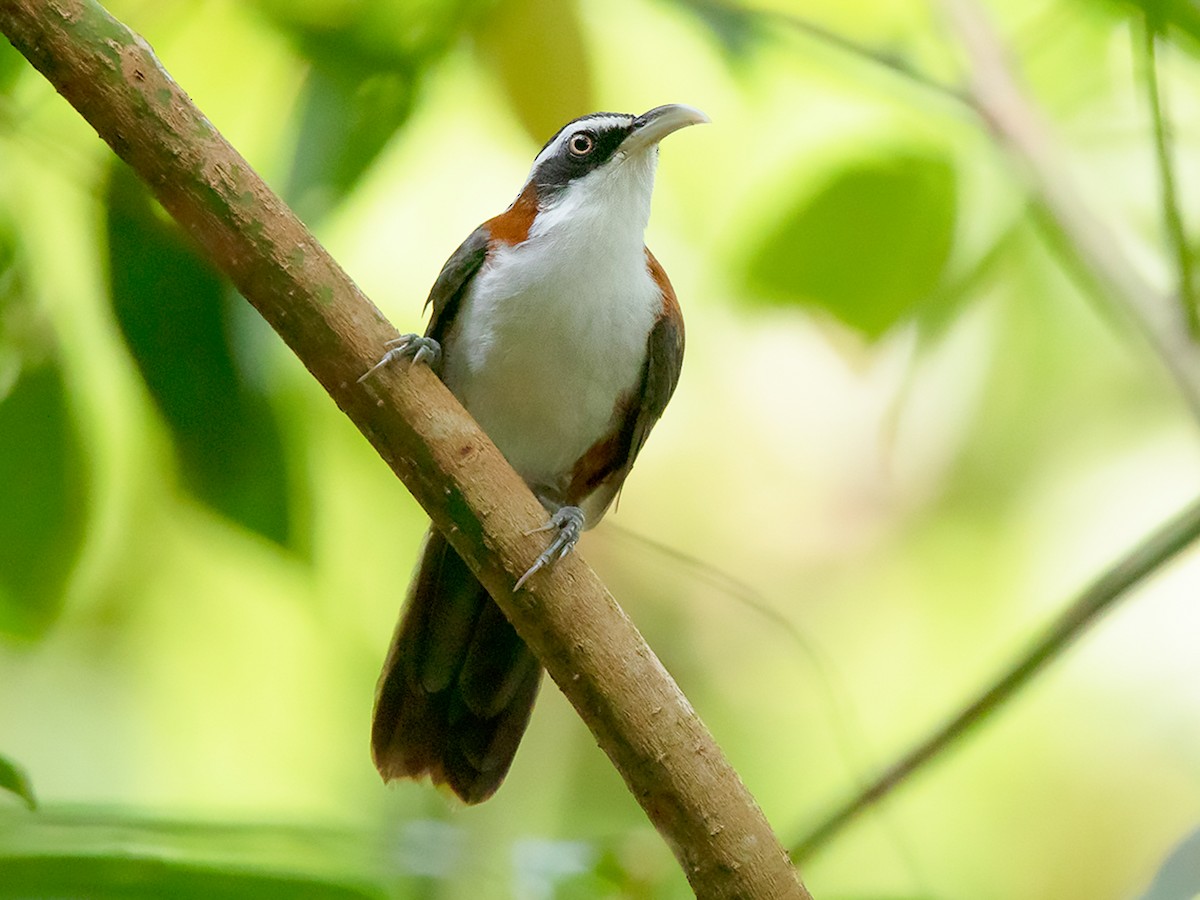 Sunda Scimitar-Babbler - Pomatorhinus bornensis - Birds of the World