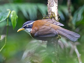 Javan Scimitar-Babbler - Pomatorhinus montanus - Birds of the World