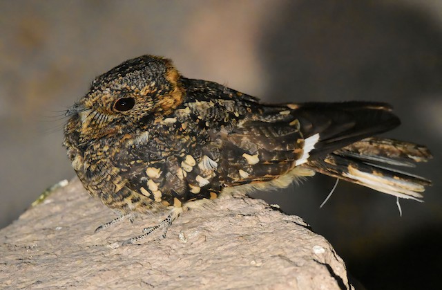 eBird - Discover a new world of birding...